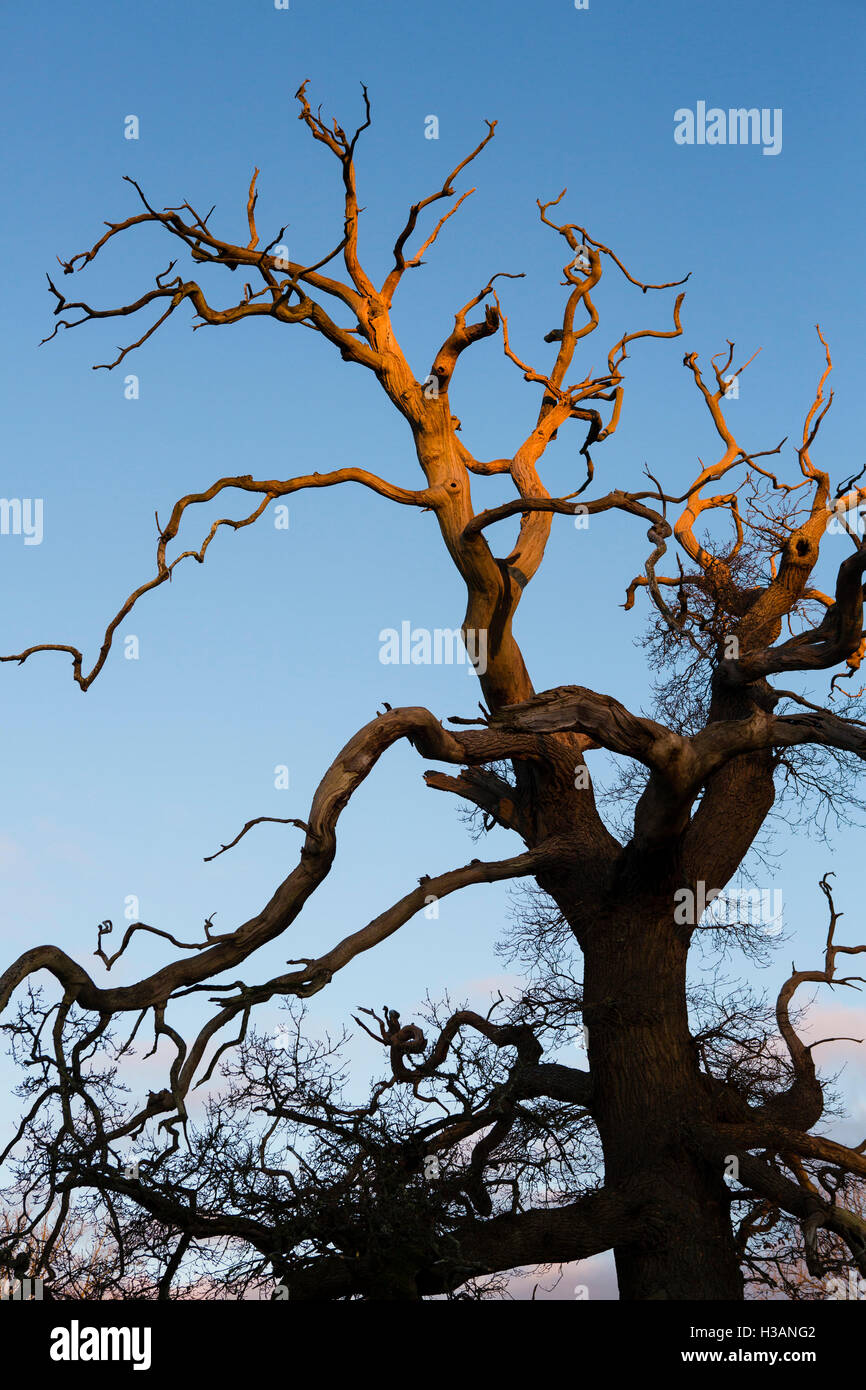 Dead tree with branches lit by the morning sun Stock Photo - Alamy