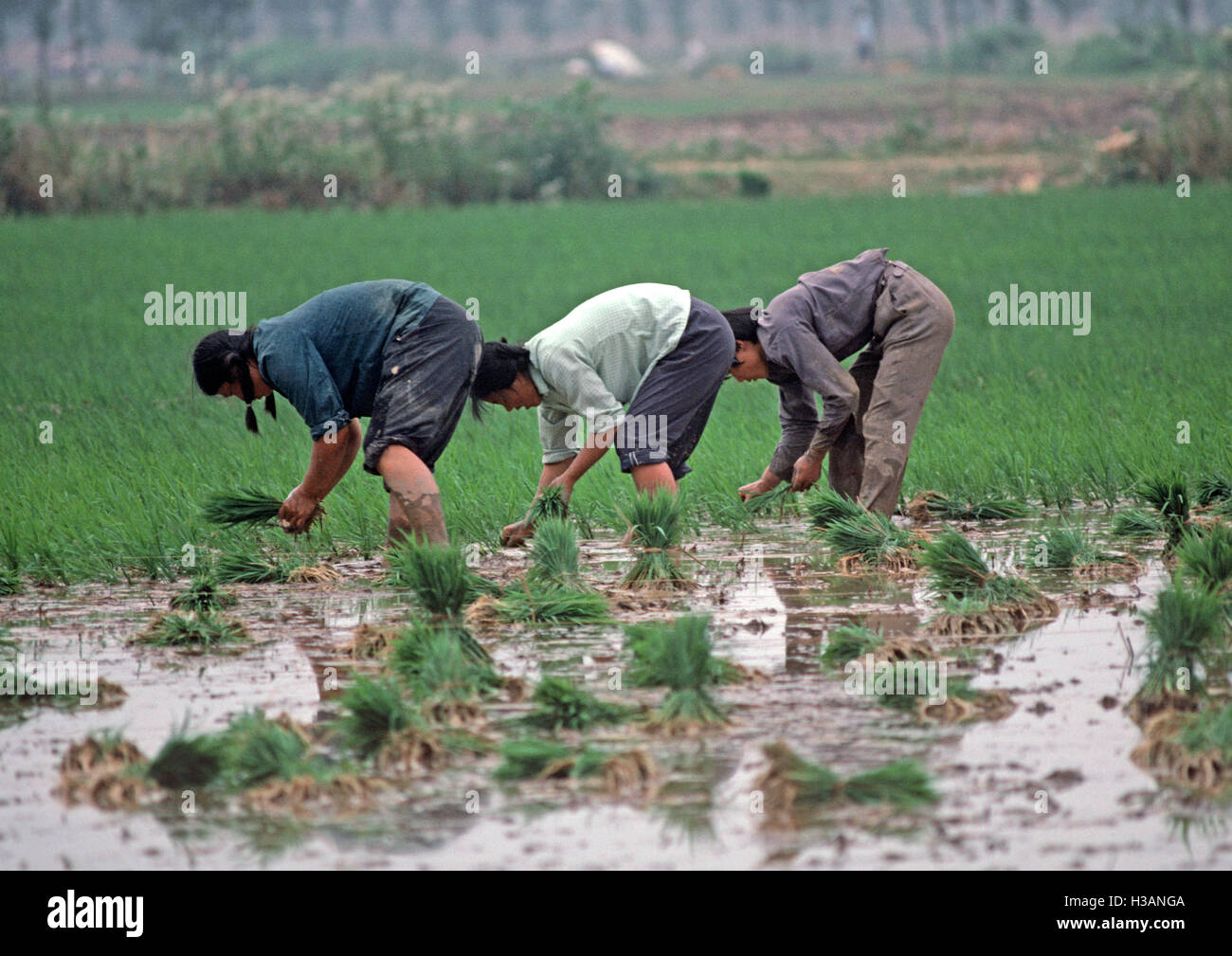 Chinese rice fields workers hi-res stock photography and images - Alamy