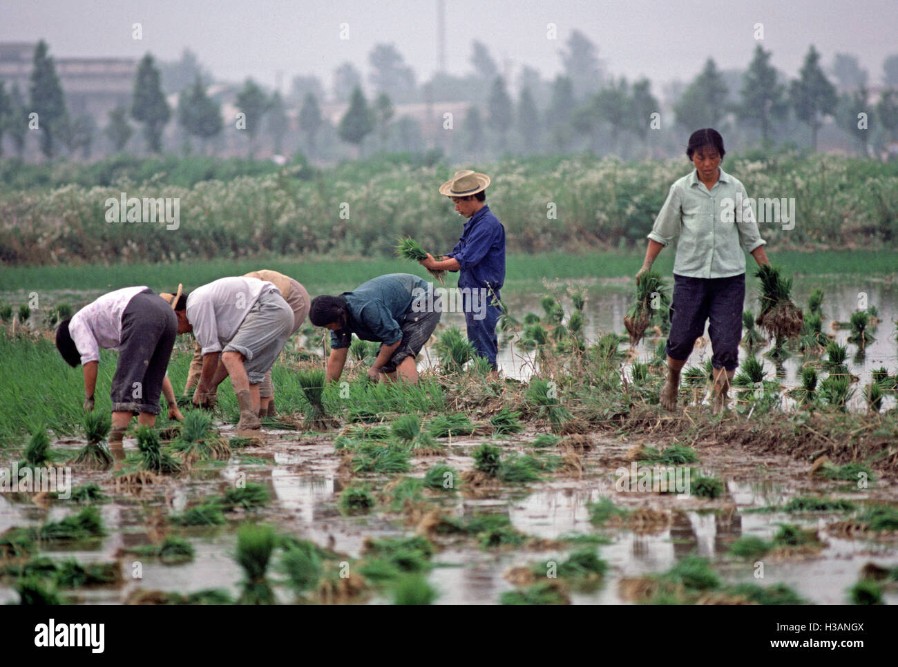 Chinese commune workers transplanting rice seedlings in puddled and ...