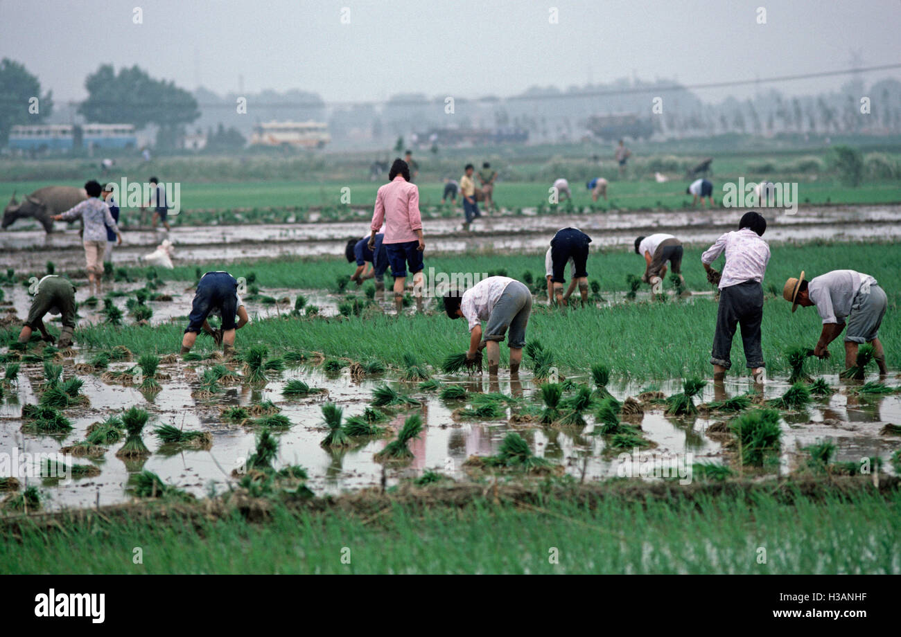 Chinese commune workers transplanting rice seedlings in puddled and ...