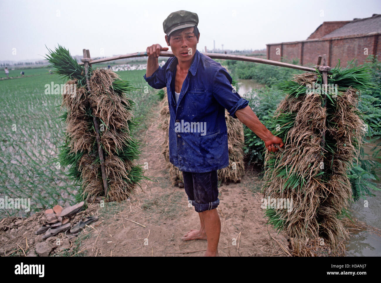 Chinese commune worker carrying rice seedlings for transplanting into ...