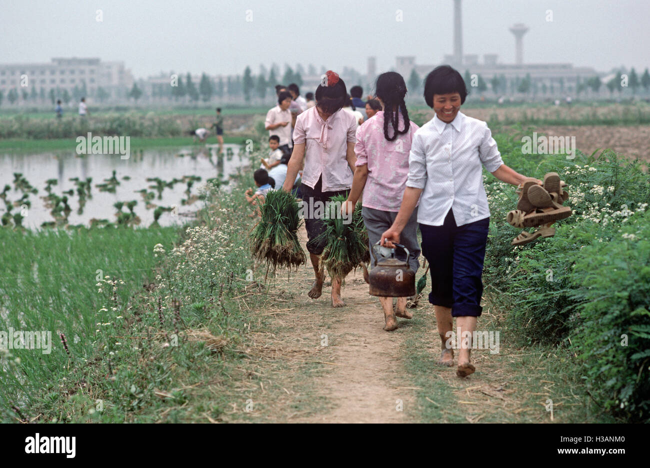 Chinese commune workers carrying rice seedlings ready for transplanting ...