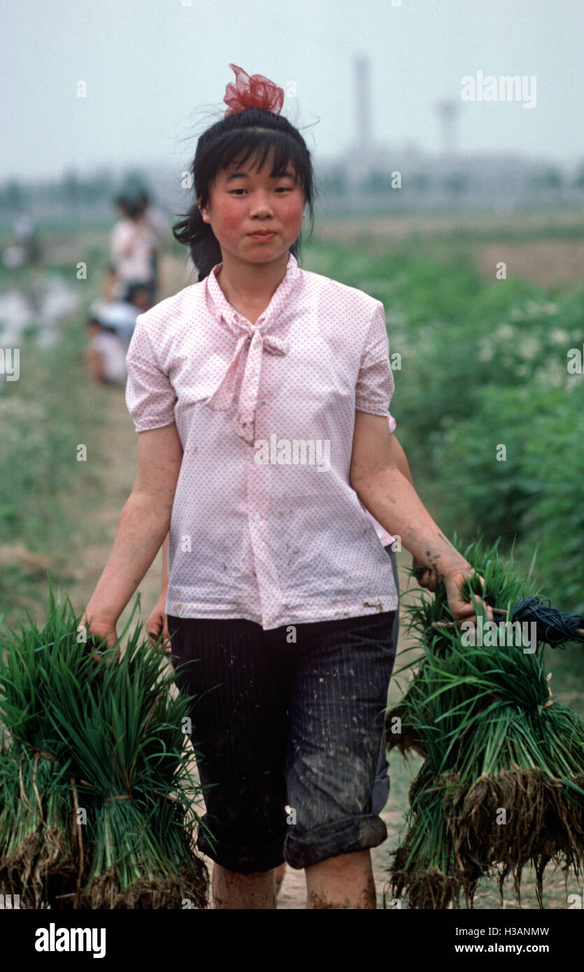 Chinese commune worker carrying rice seedlings for transplanting in ...