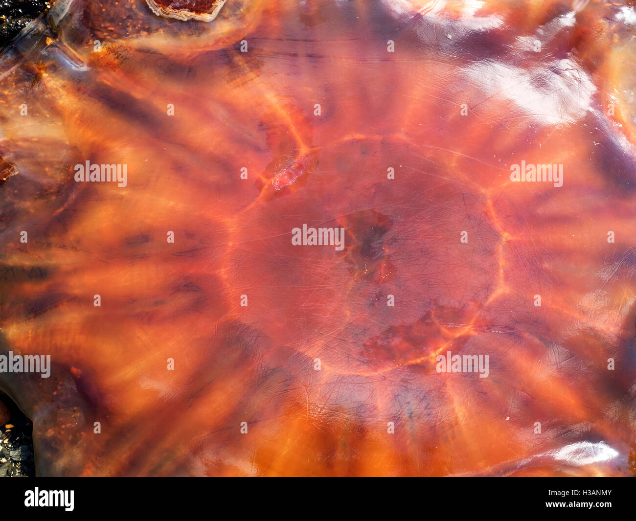 Jellyfish british isles hi-res stock photography and images - Alamy