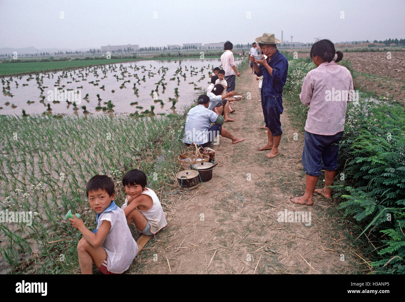 Chinese rice fields workers hi-res stock photography and images - Alamy