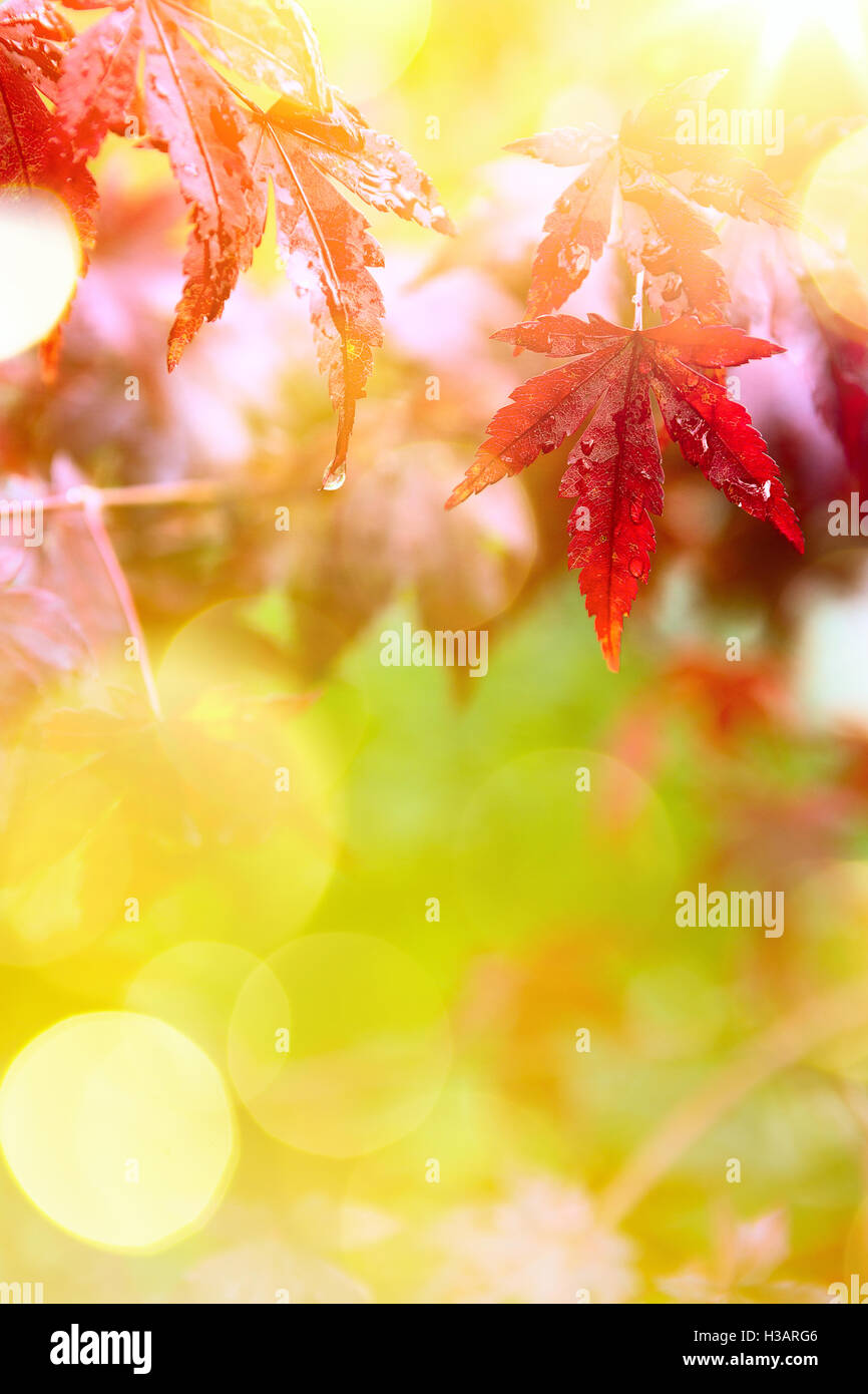 abstract nature autumn Background with wet yellow leaves Stock Photo ...