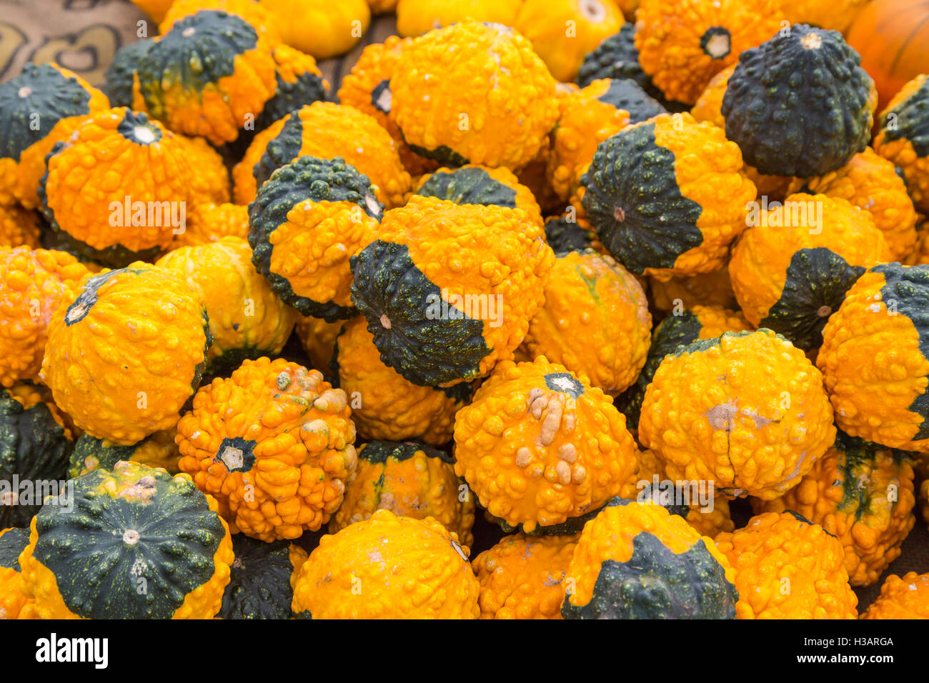 An autumn gourd display at the Pumpkin Festival in Roland, Manitoba ...
