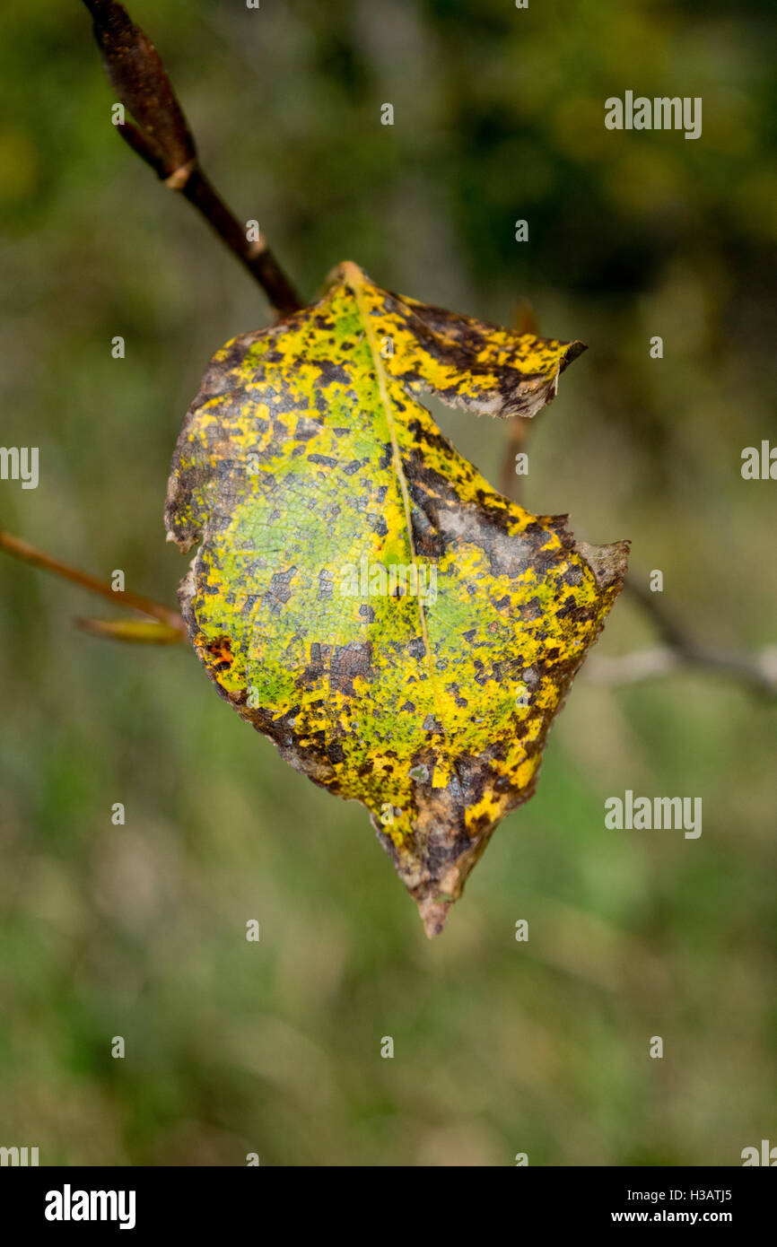 A single leaf in autumn Stock Photo - Alamy