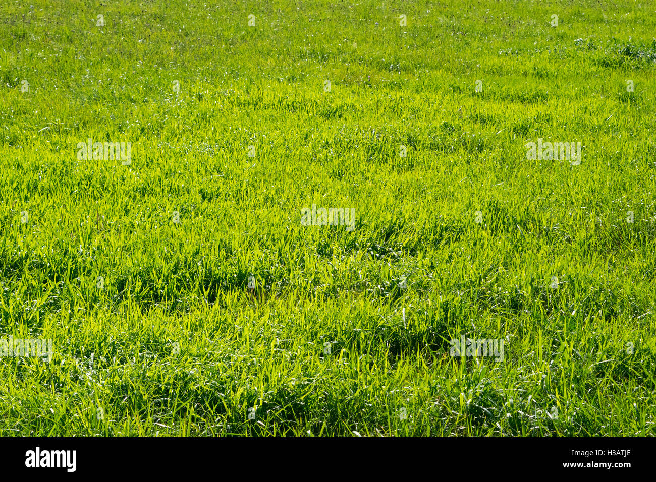 Endless grass in a pasture on Manitoulin Island Stock Photo - Alamy