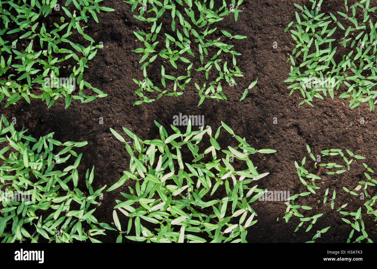 some small plants growing inside of a greenhouse Stock Photo - Alamy