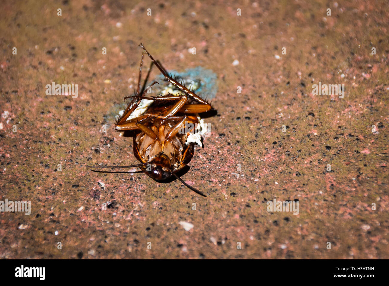 Dead cockroach on a step Stock Photo - Alamy