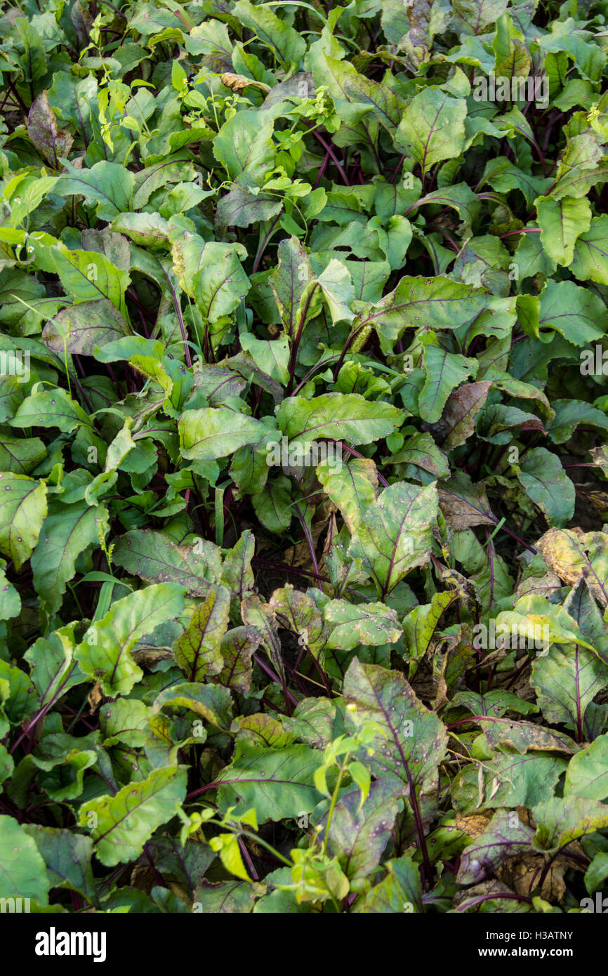 close up photography of leafs of red beetroot growing on a field Stock ...
