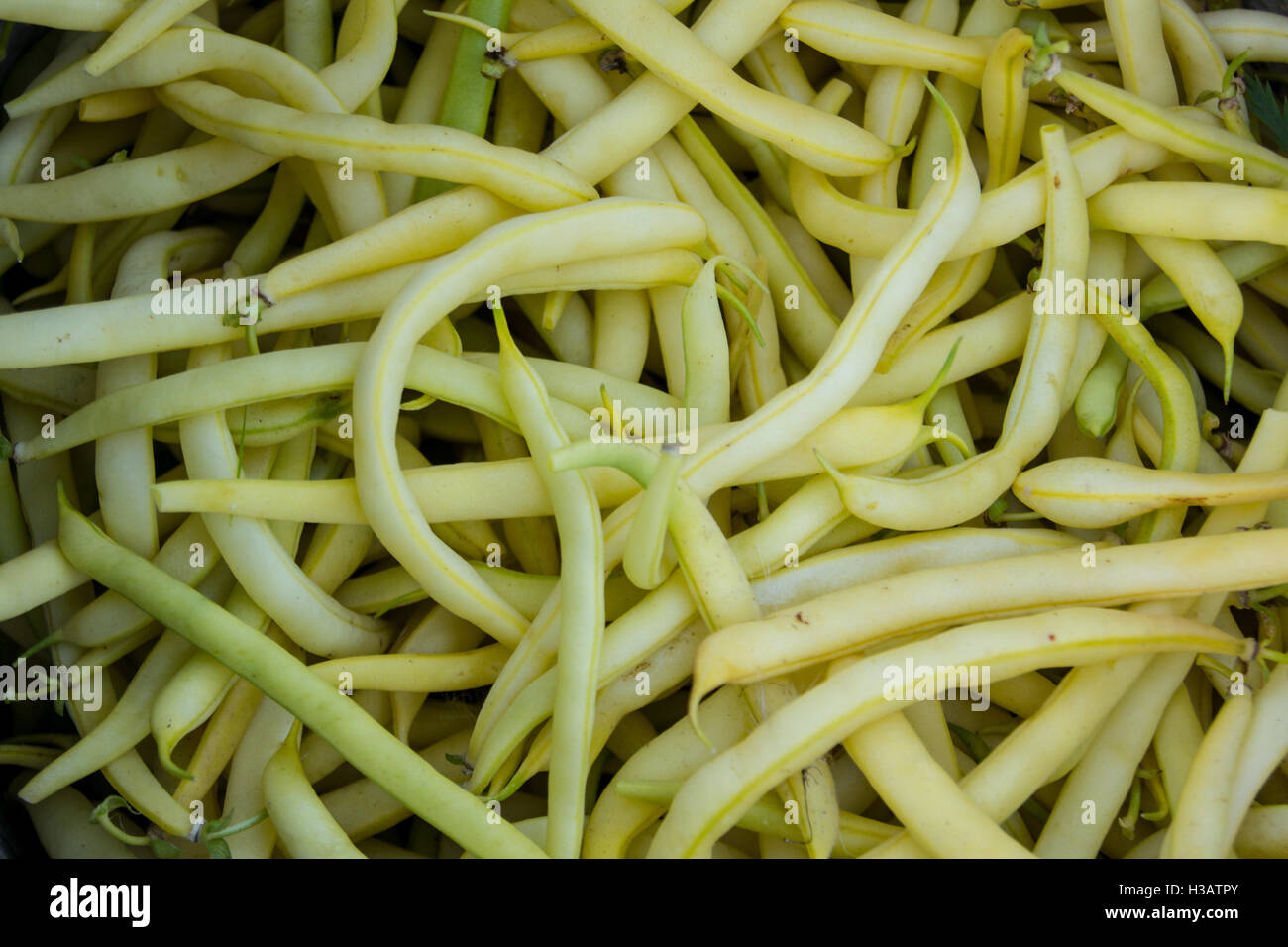 close up photo of some yellow bean Stock Photo - Alamy