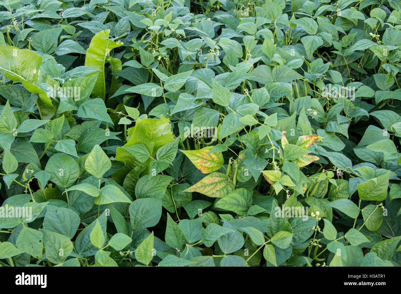 plants with lots of small bean growing on a field Stock Photo - Alamy