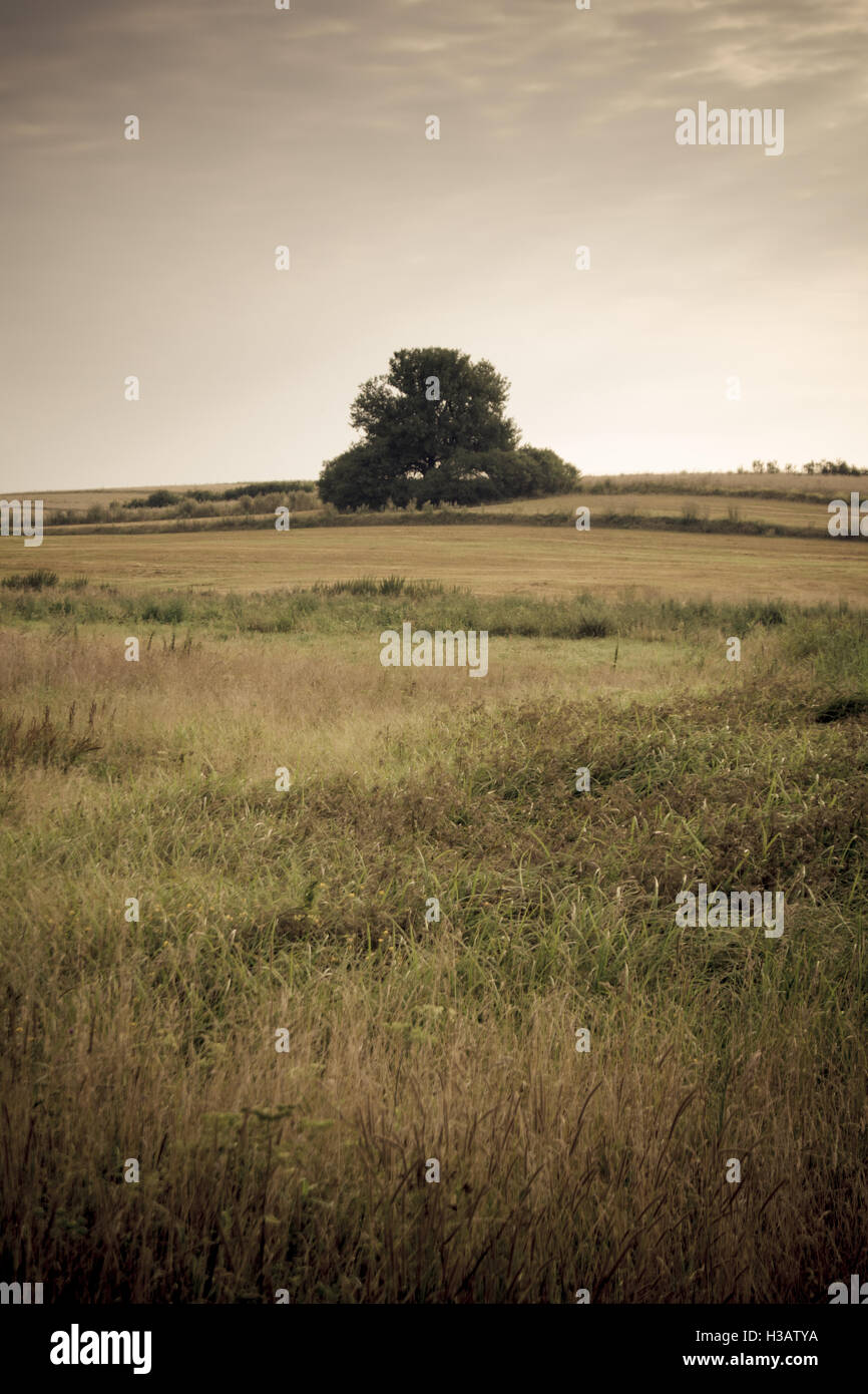 some single tree growing alone on a field Stock Photo - Alamy