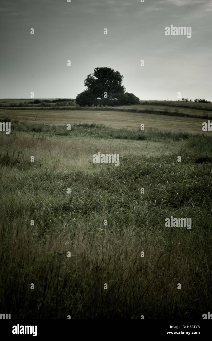 some single tree growing alone on a field Stock Photo - Alamy
