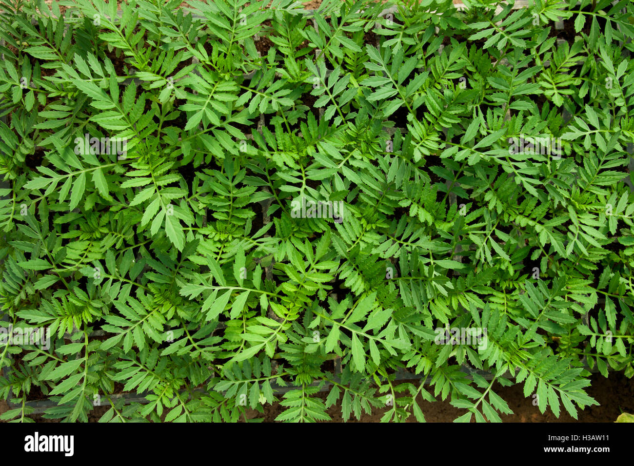 close up of small flower growing inside a greenhouse Stock Photo - Alamy