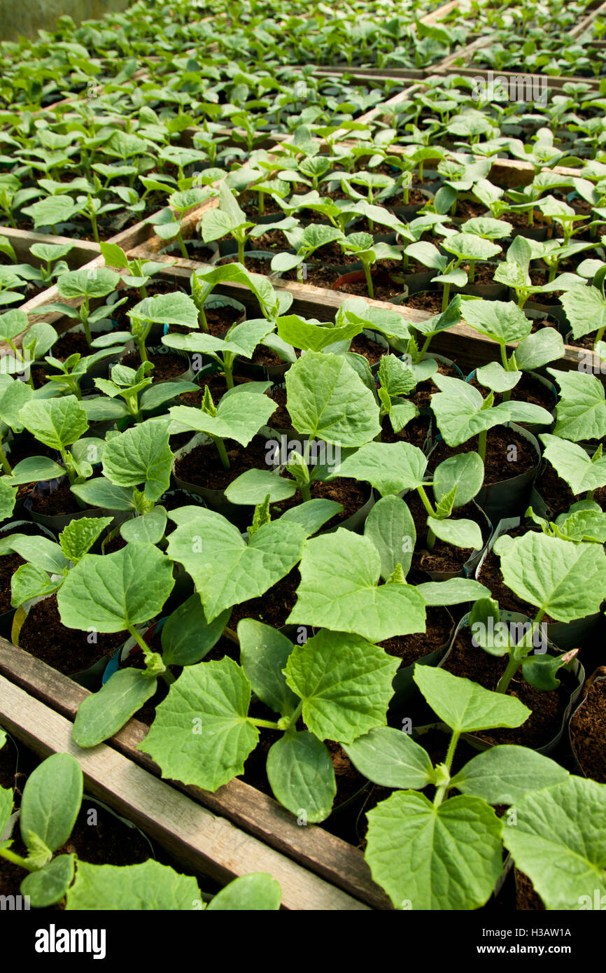 close up of small zucchini growing inside a greenhouse Stock Photo - Alamy