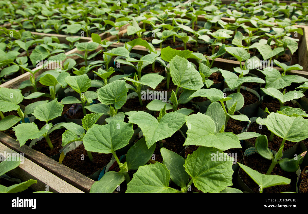 close up of small zucchini growing inside a greenhouse Stock Photo - Alamy