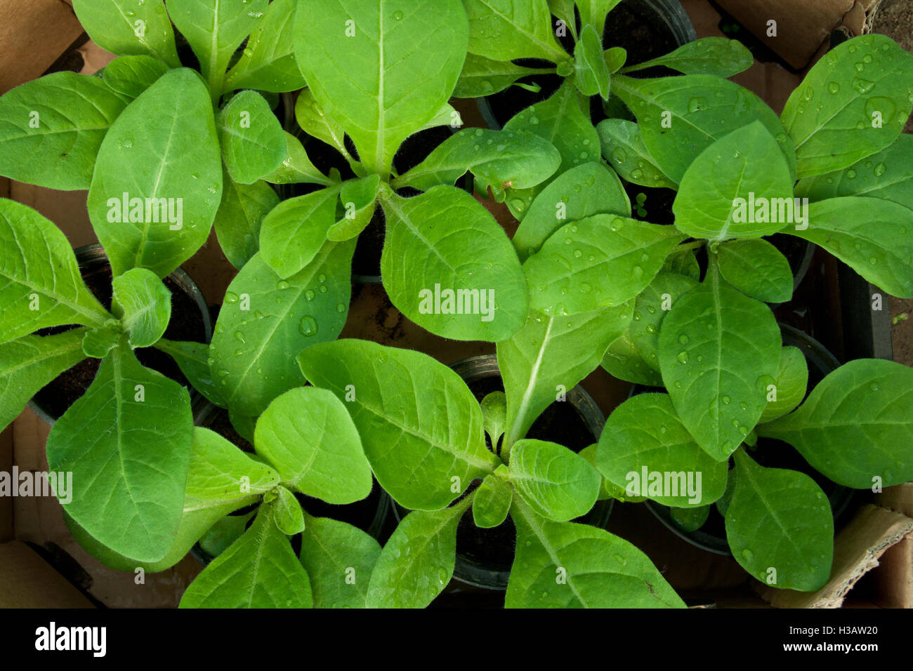 close up of small flower growing inside a greenhouse Stock Photo - Alamy