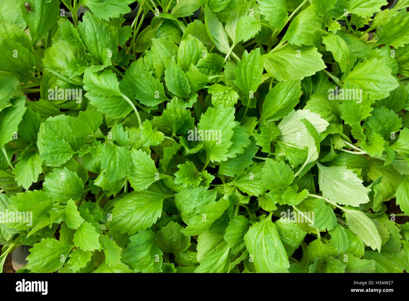 close up of small aster growing inside a greenhouse Stock Photo - Alamy
