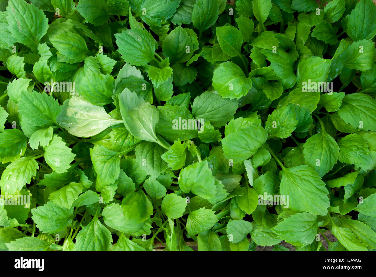 close up of small aster growing inside a greenhouse Stock Photo - Alamy