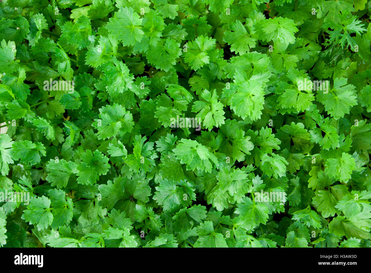 close up of small celery growing inside a greenhouse Stock Photo - Alamy