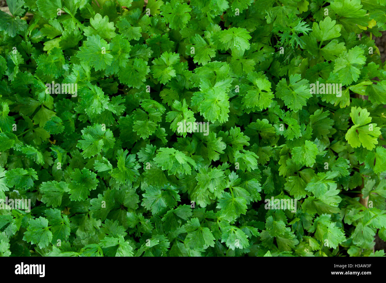 close up of small celery growing inside a greenhouse Stock Photo - Alamy