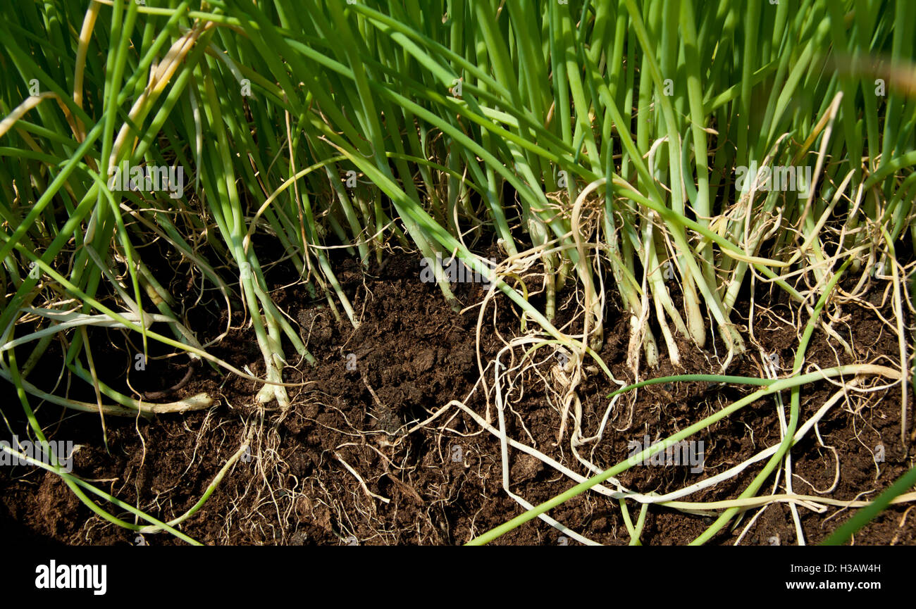 close up of small onion growing inside a greenhouse Stock Photo - Alamy