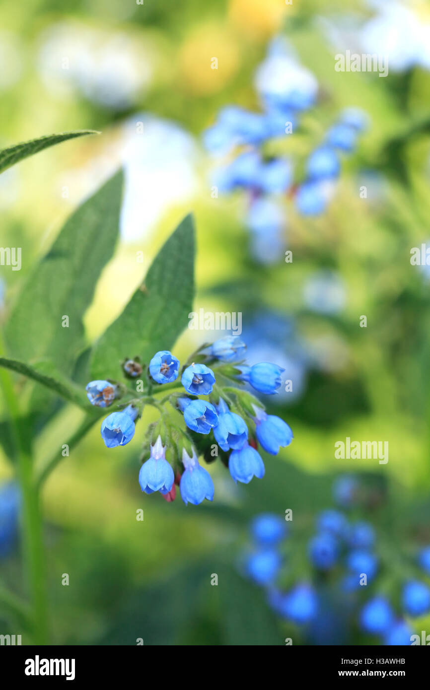 Blue flower wildflower hi-res stock photography and images - Alamy