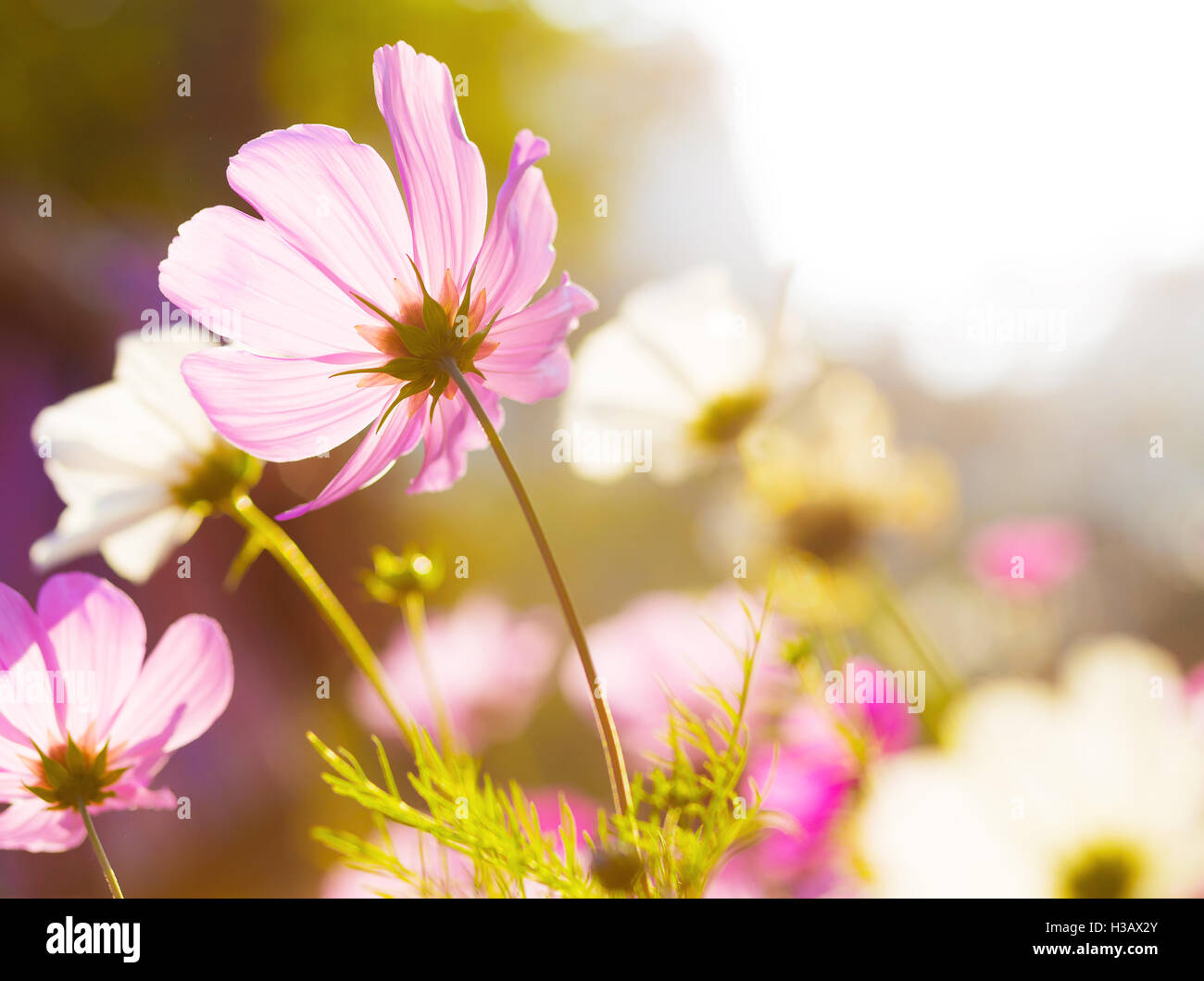 Different pink cosmos flower Stock Photo - Alamy