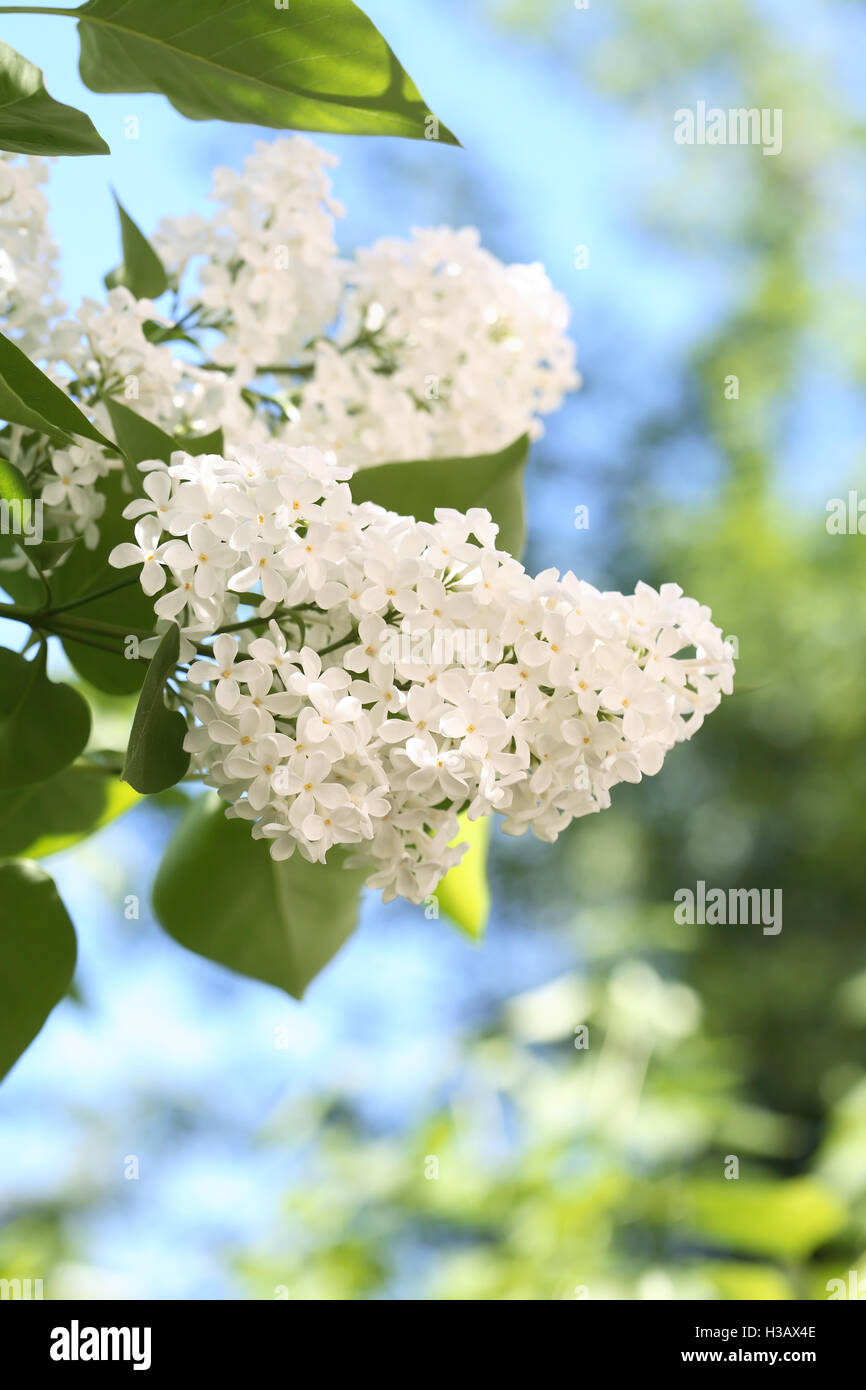 White lilac tree hi-res stock photography and images - Alamy