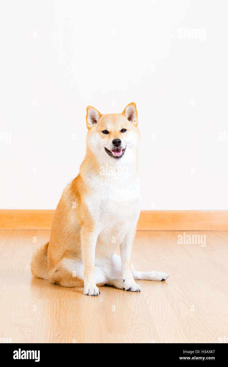 Cute little shiba inu hi-res stock photography and images - Alamy