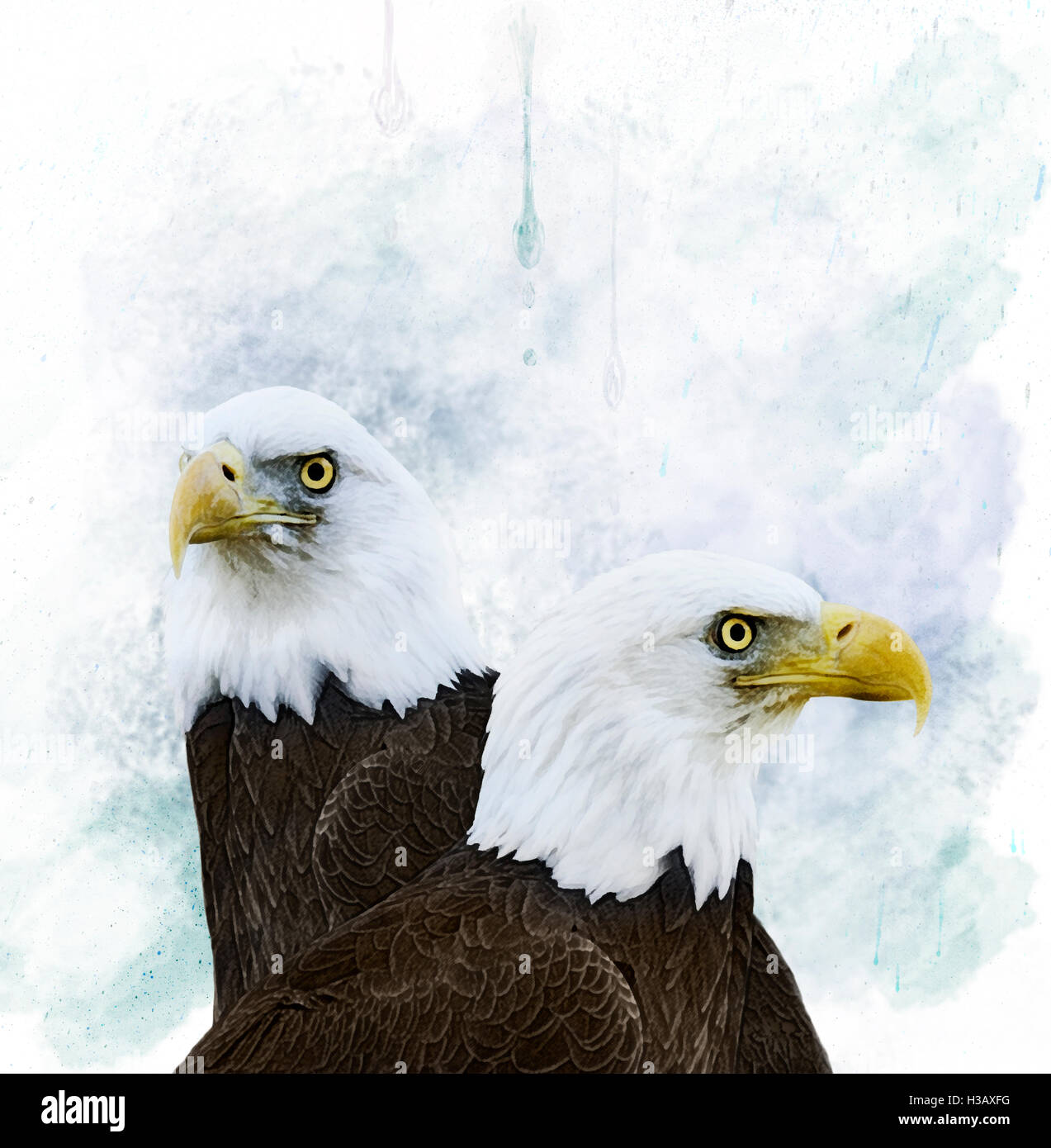Bald eagle eagles hi-res stock photography and images - Alamy