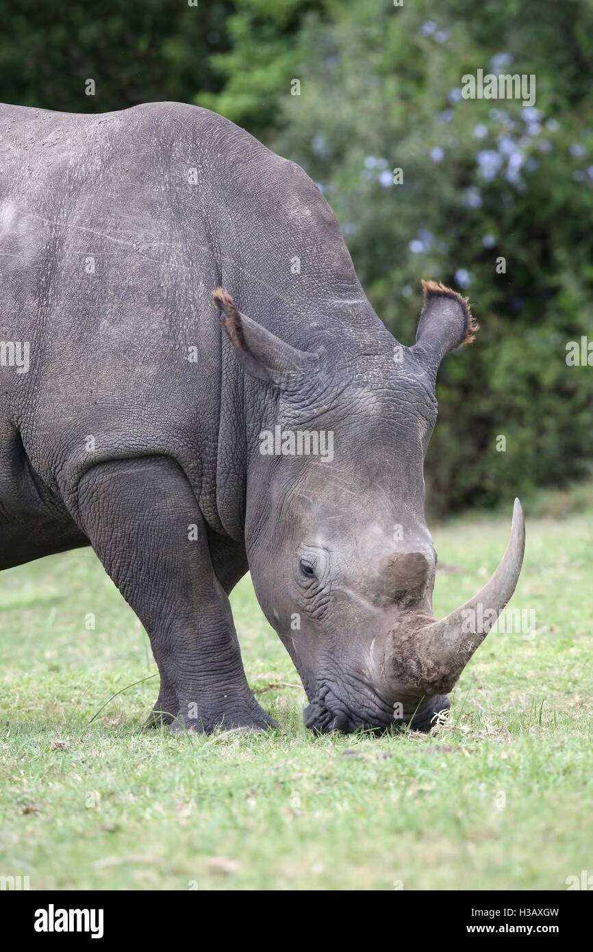 Large white rhino hi-res stock photography and images - Alamy