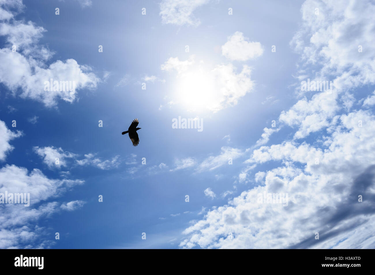 Sun and raven hi-res stock photography and images - Alamy