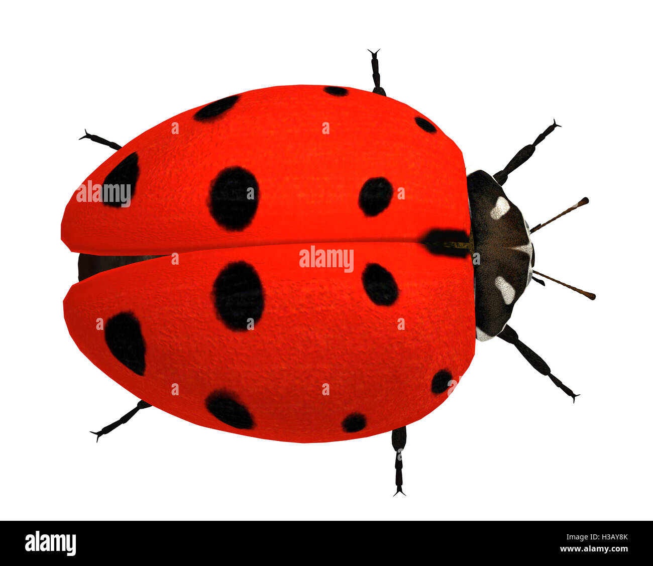 Ladybug aphid hi-res stock photography and images - Alamy