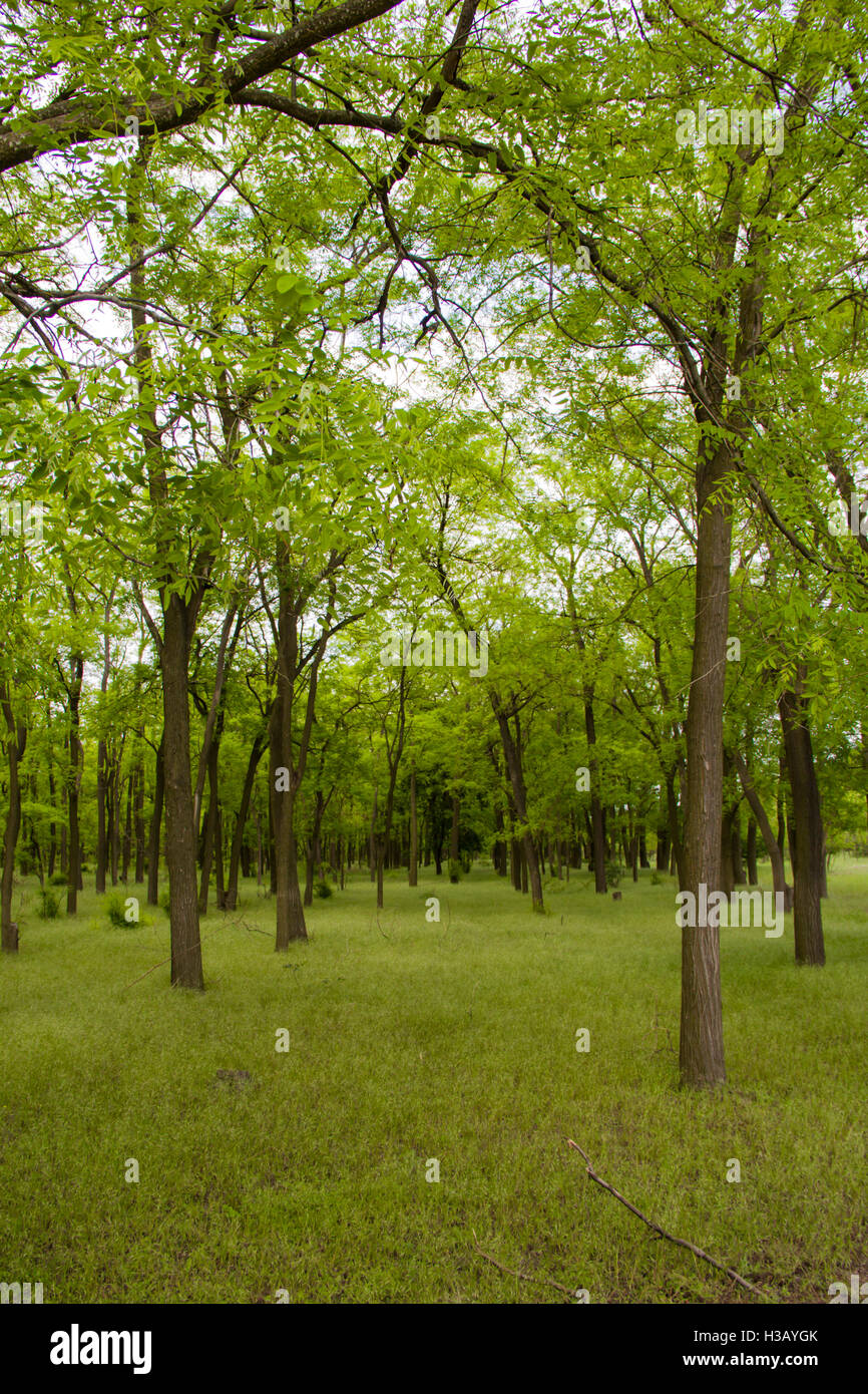 forest in summer Stock Photo - Alamy