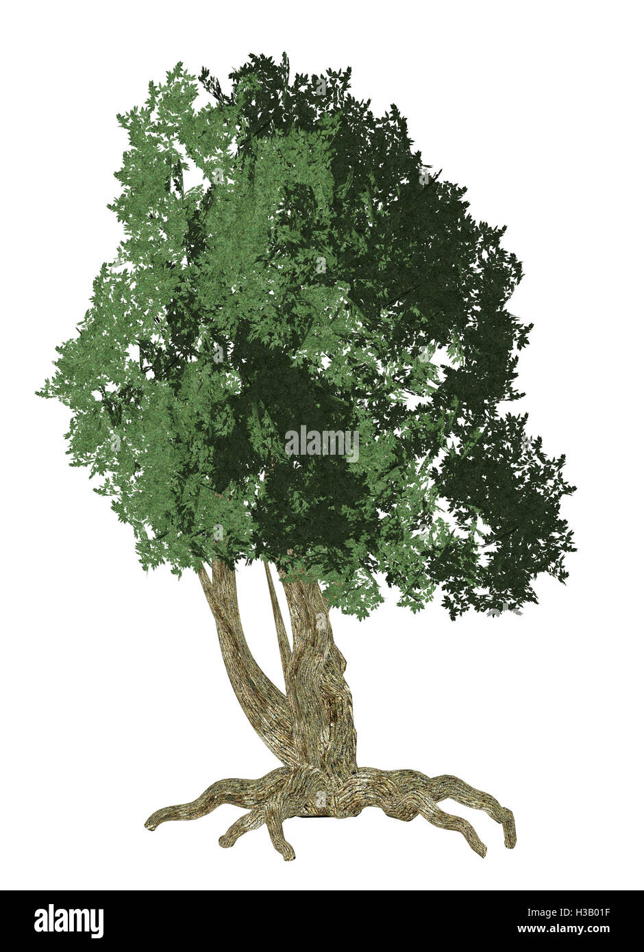 Big trees seedling hi-res stock photography and images - Alamy