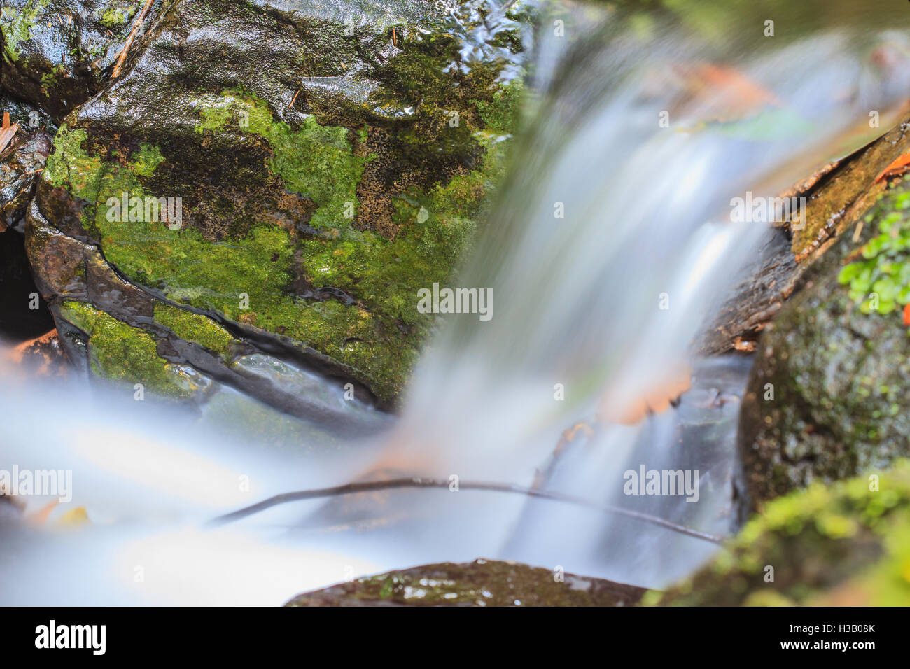 rainforest waterfall and rocks covered with moss Stock Photo - Alamy