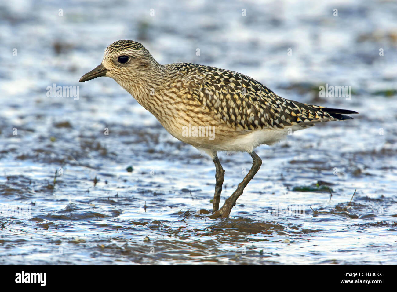 Grey plover black bellied plover pluvialis hi-res stock photography and ...