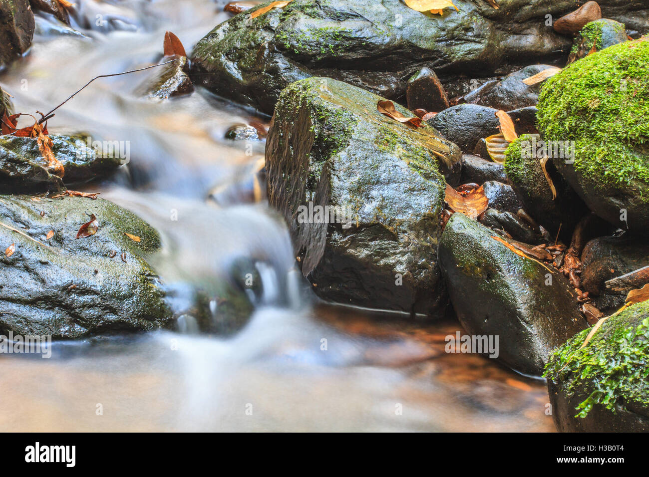 rainforest waterfall and rocks covered with moss Stock Photo - Alamy