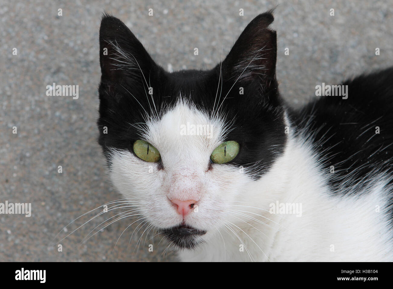 A Green eyed Greek Cat is seen in Stalida, Stalis Crete Greece Stock ...