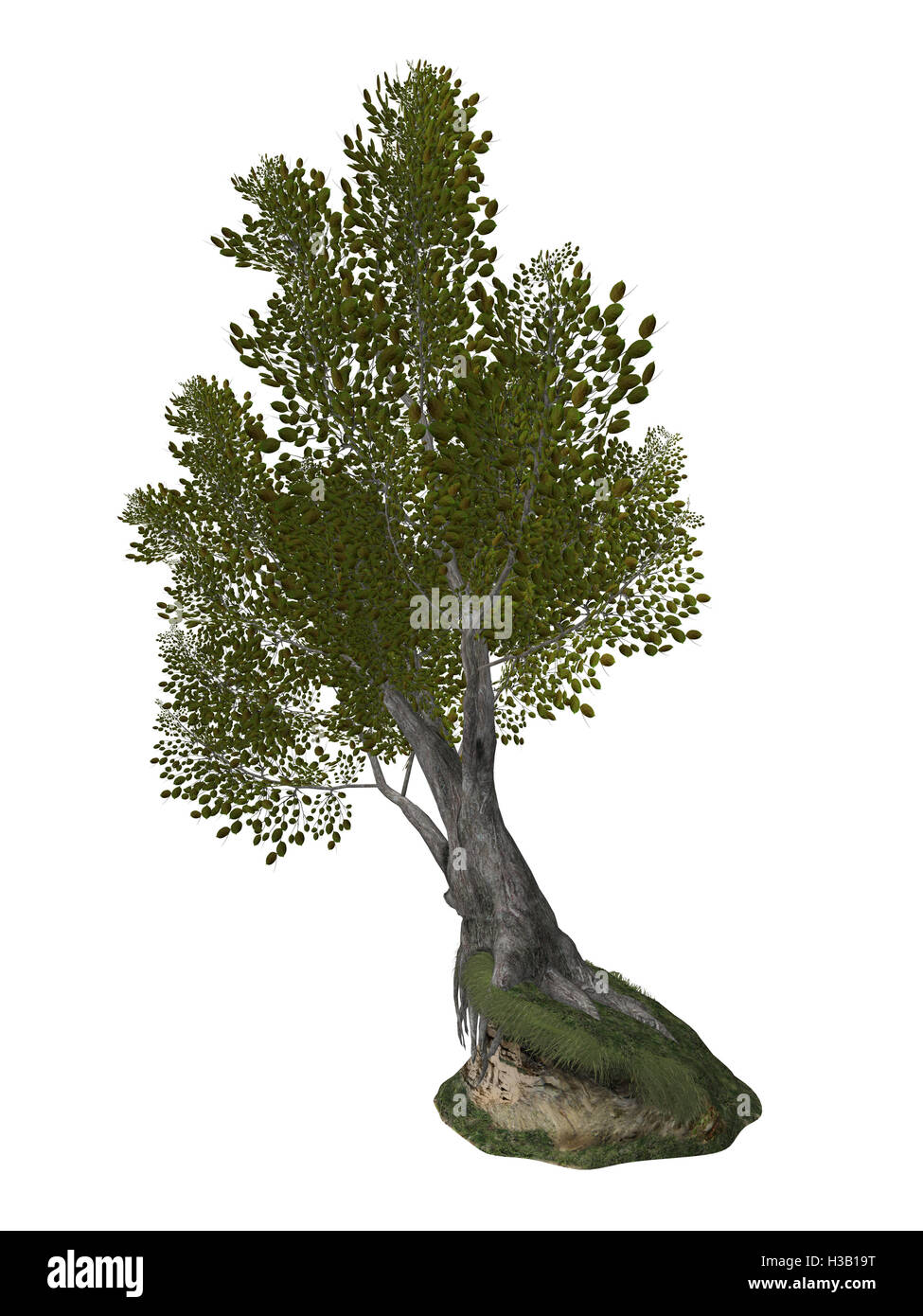 Big trees seedling hi-res stock photography and images - Alamy