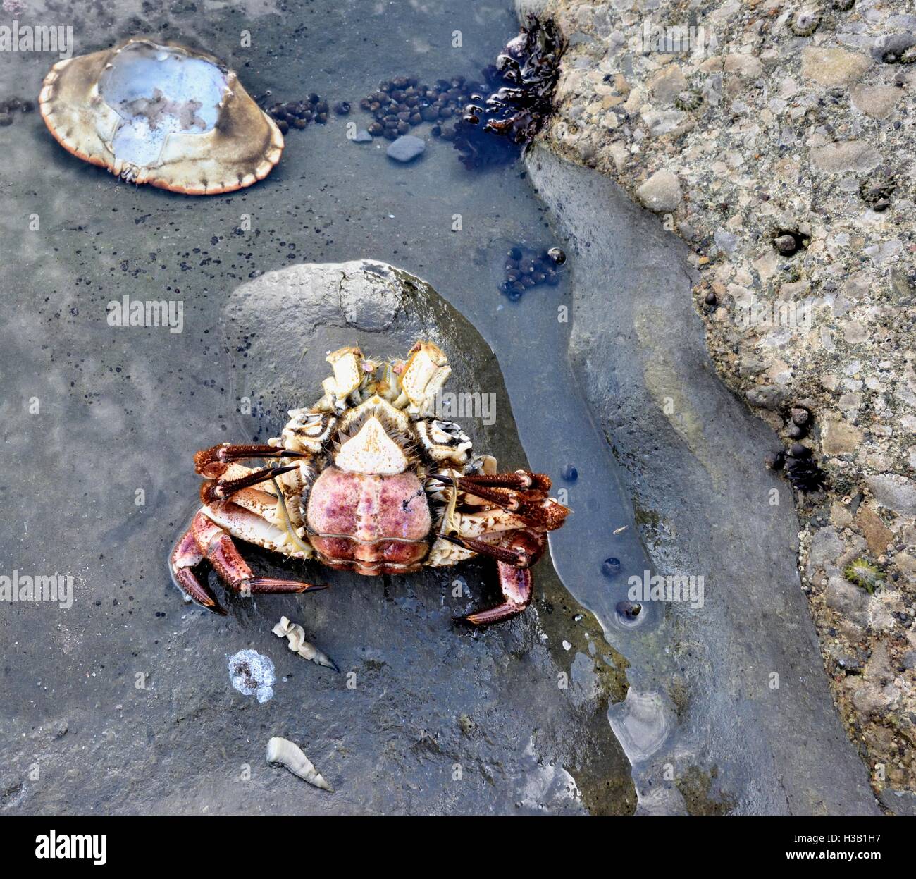 Dead crab hi-res stock photography and images - Alamy