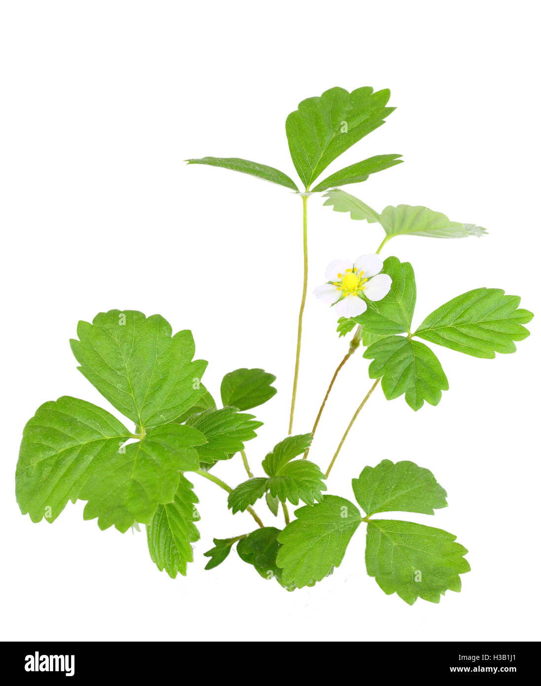 Branch of strawberry Stock Photo - Alamy