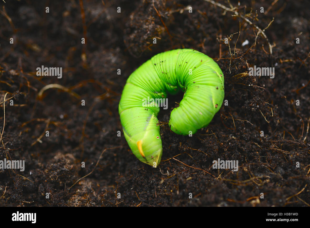 Caterpillar and soil hi-res stock photography and images - Alamy