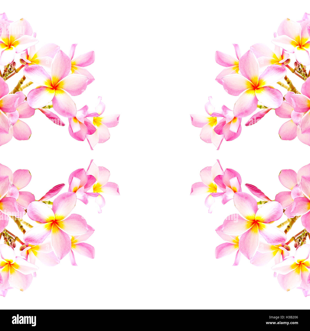 Frangipani plumeria tree flowers Cut Out Stock Images & Pictures - Alamy