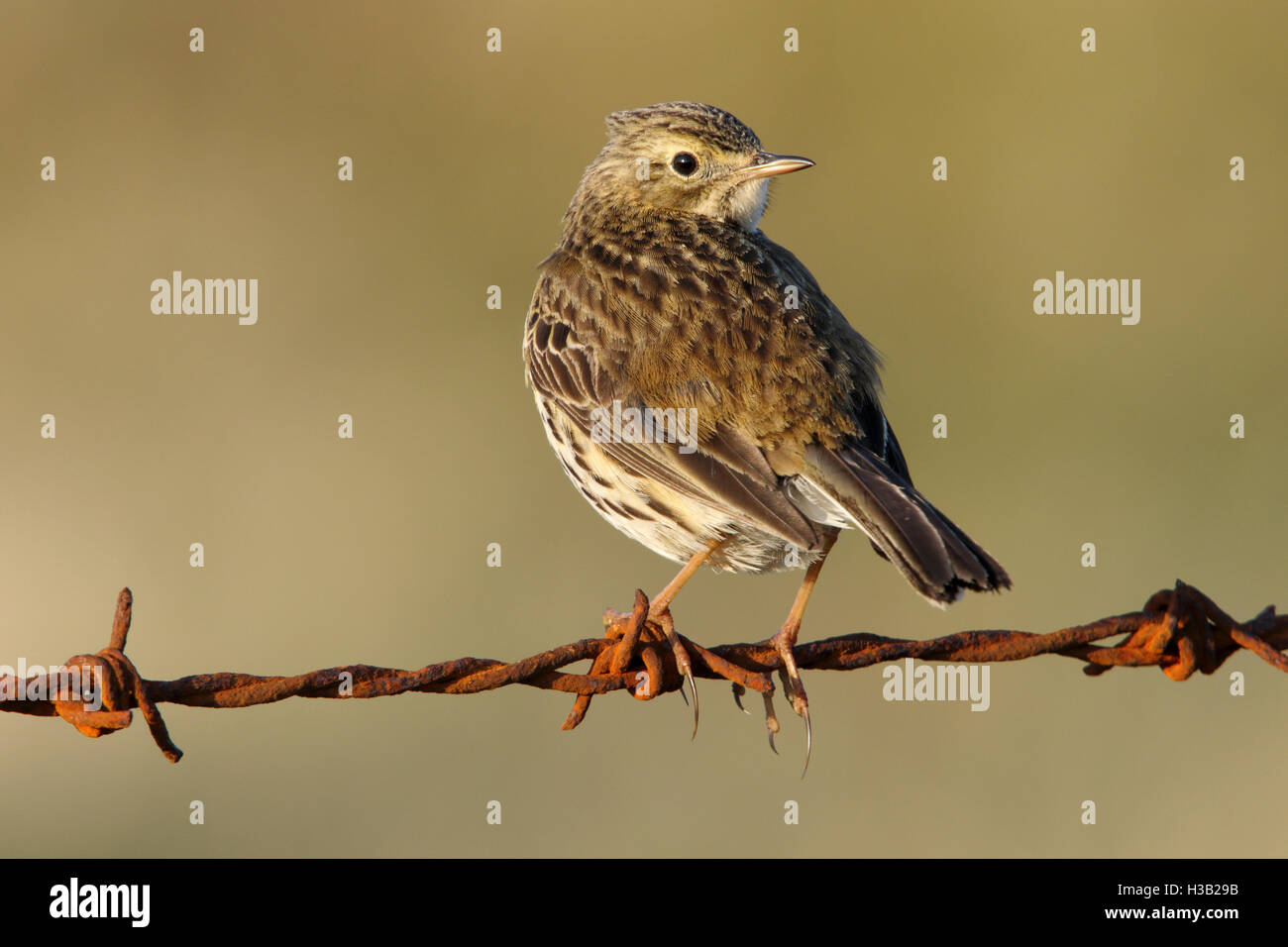 Anthus pratensis perched hi-res stock photography and images - Alamy