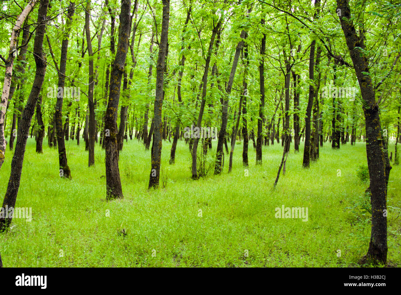forest in summer Stock Photo - Alamy